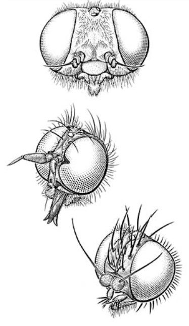Brachycera, Diptera, Bölüm 11 - Adli Entomoloji