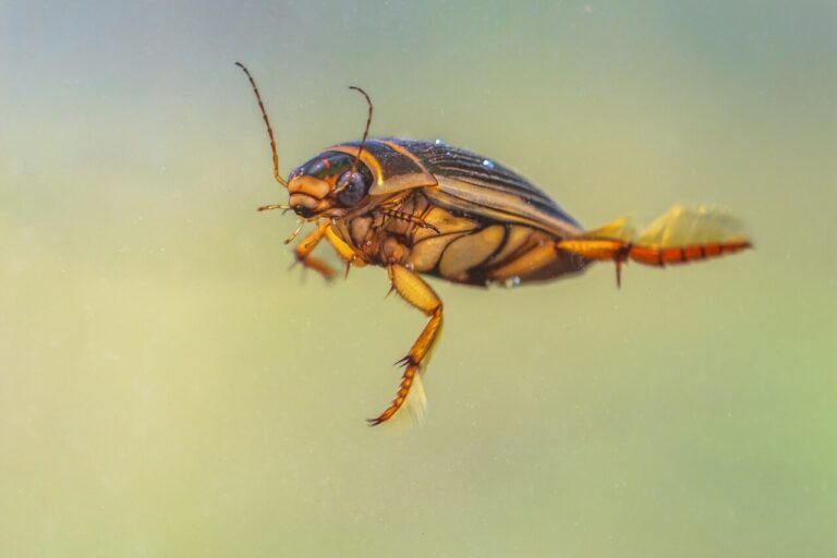 Sucul böcekler laboratuvarda nasıl yetiştirilir? - Adli Entomoloji